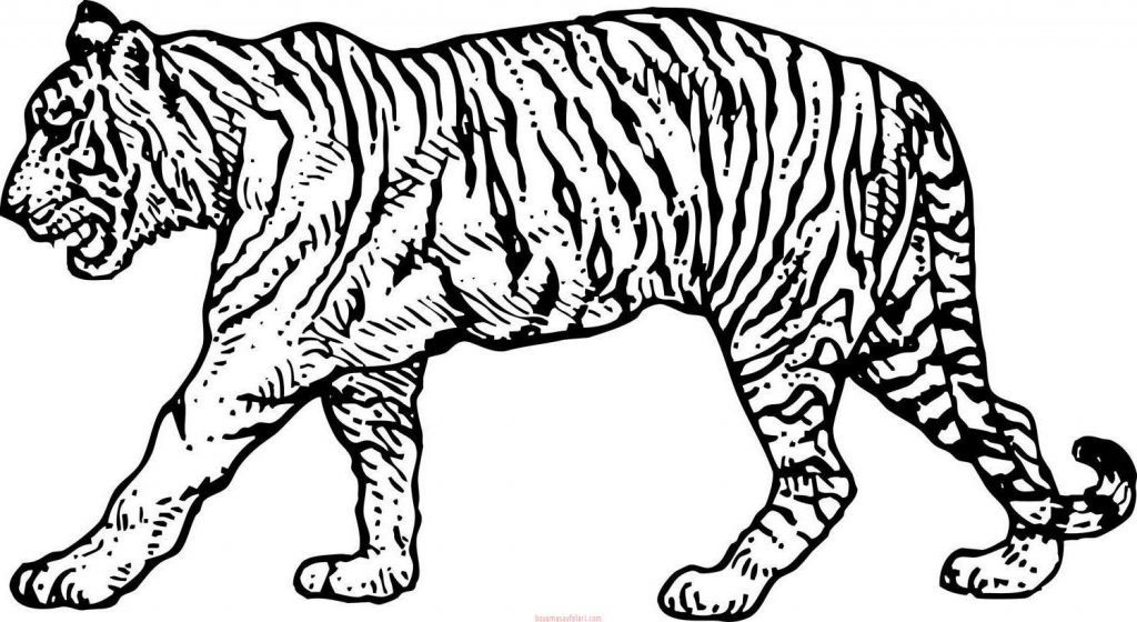 Kaplan Boyama Sayfaları – Sınıf Öğretmenleri İçin Ücretsiz Özgün ...